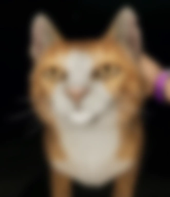 Cat | Indigo Park Wiki | Fandom