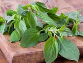 Kemangi | Indofoodia Wiki | Fandom