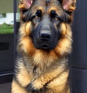 Razor (Shadow Wolf) | Infiverse Wiki | Fandom