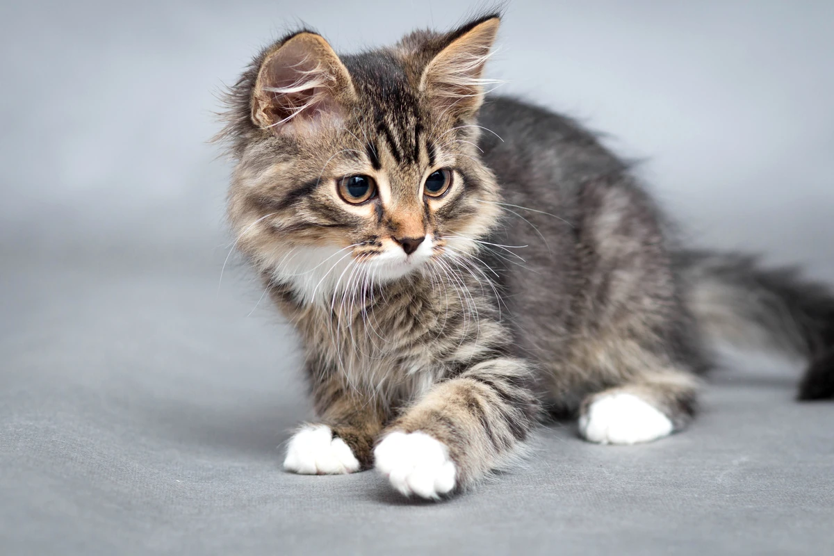 Interagir avec votre chat | Wiki Info Chats | Fandom