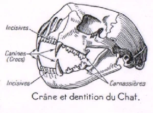 Anatomie Du Crâne De Chat