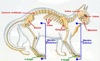 Anatomie Du Crâne De Chat