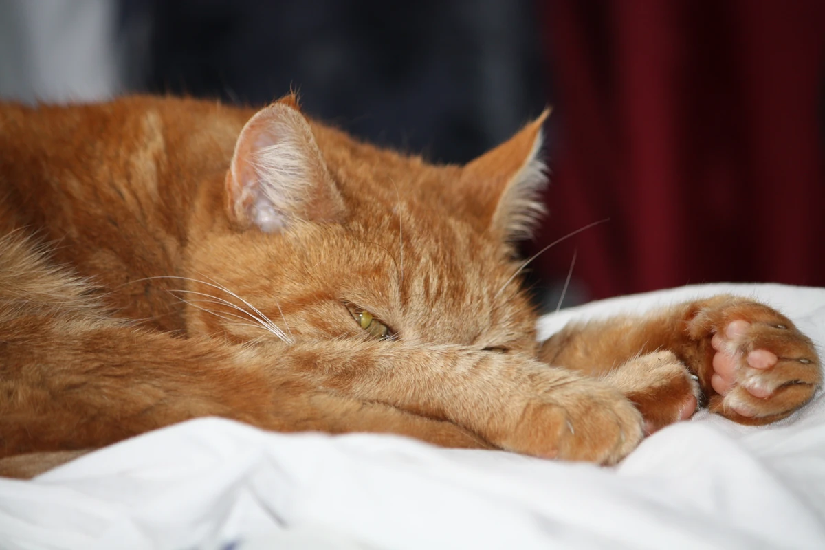 Jack (cat) | Infojonas Wiki | Fandom