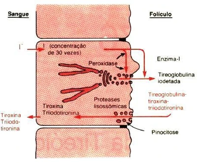 Fisiologia da Glândula Tireóide | Infomedica Wiki | Fandom