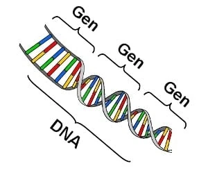 Genes | Wiki Informática Educativa I UPN | Fandom
