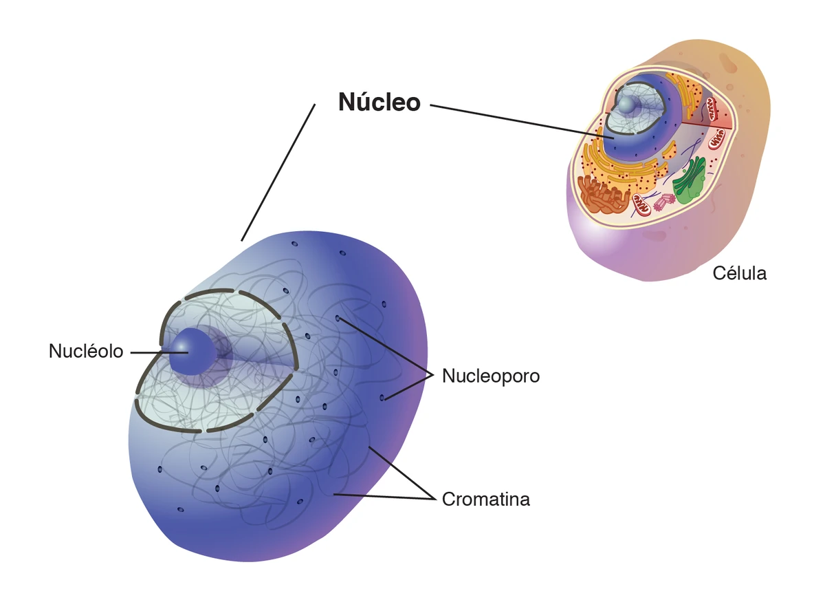 Núcleo | Wiki Informática Educativa I UPN | Fandom