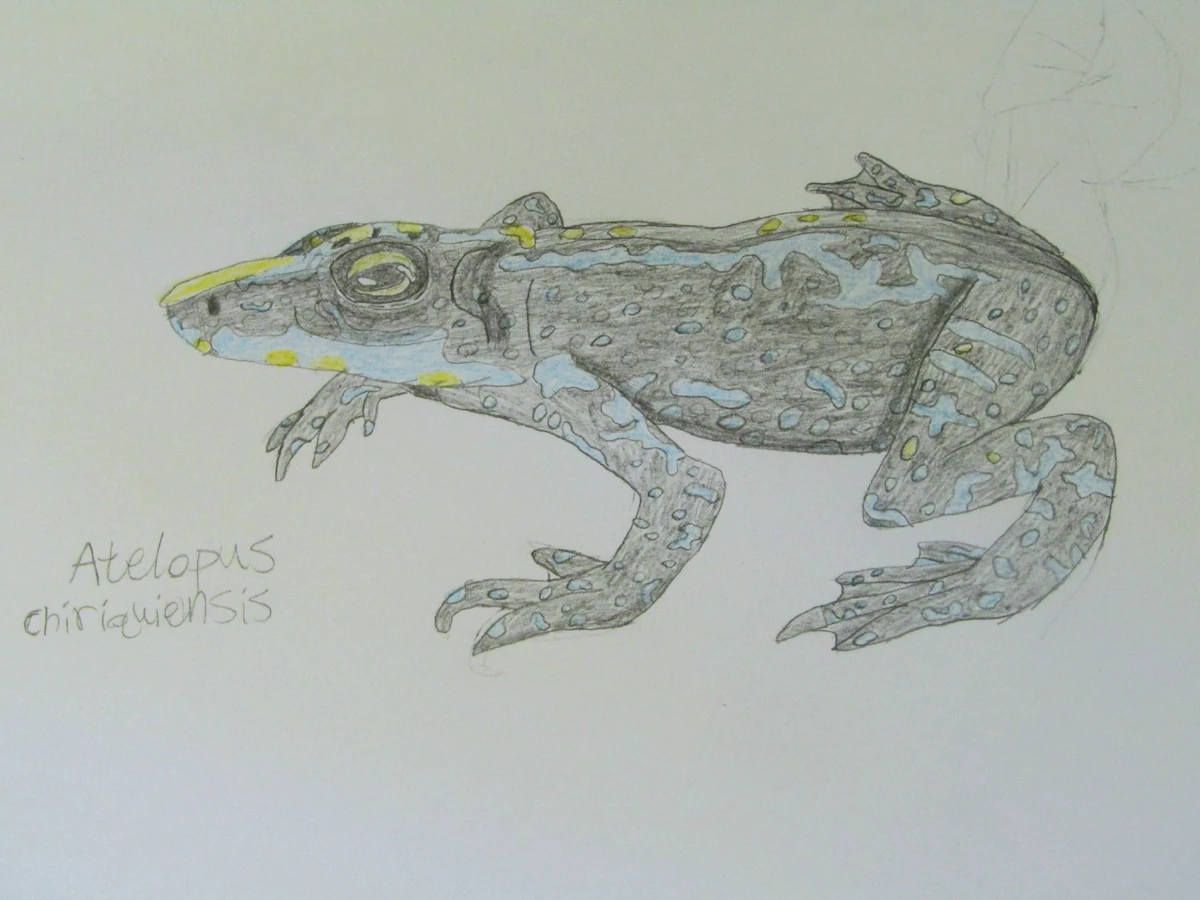 Atelopus | DinoCoat The Gaming Tyrannosaur Wiki | Fandom