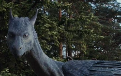 Saphira | El Legado Wikia | Fandom