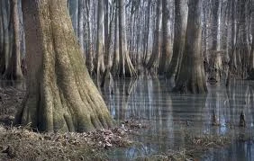 The Swamp of Misfortune | Inheritance Roleplay Wiki | Fandom