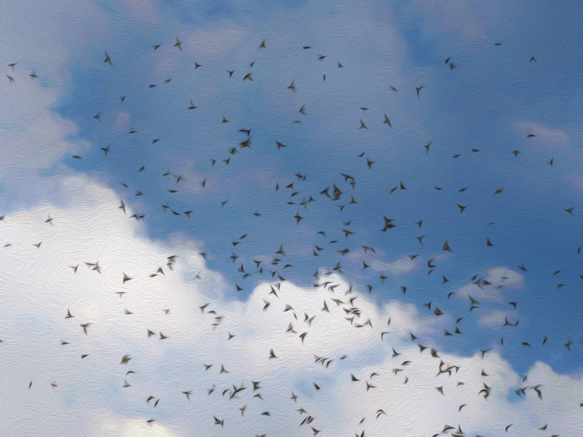 Bee Swarm | Initium Wiki | Fandom