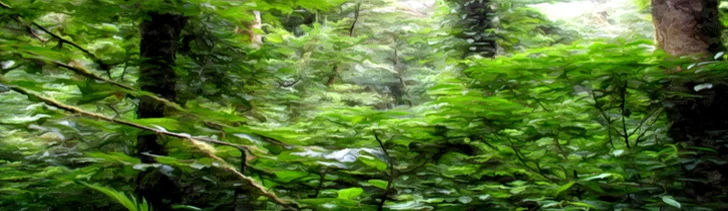 Forbidden Forest | Initium Wiki | Fandom