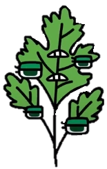 Cilantro | 인제프 INJEF Wiki | Fandom