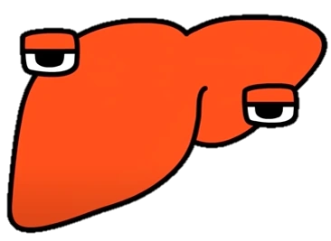 Liver | 인제프 INJEF Wiki | Fandom