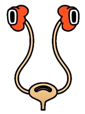 Kidney ureter and bladder | 인제프 INJEF Wiki | Fandom