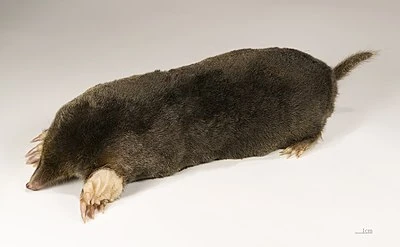 Mole | Mazniac & Dark Dome English Wiki | Fandom