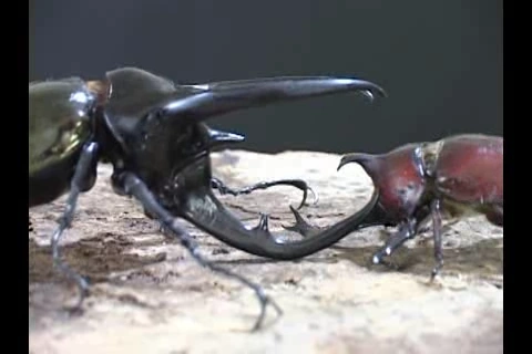 Caucasus Beetle | Insect Arena Wiki | Fandom