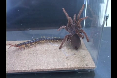 Vietnam Giant Centipede | Insect Arena Wiki | Fandom