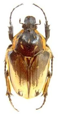 Goliathus cacicus triangulum | Insect Wiki | Fandom