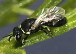 Hylaeus akoko | Insect Wiki | Fandom