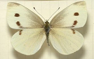 Pieris rapae | Insect Wiki | Fandom
