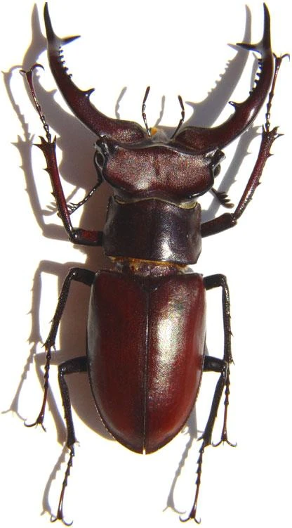 Lucanus elaphus | Insect Wiki | Fandom
