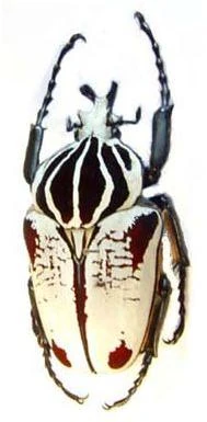 Goliathus goliatus quadrimaculatus | Insect Wiki | Fandom