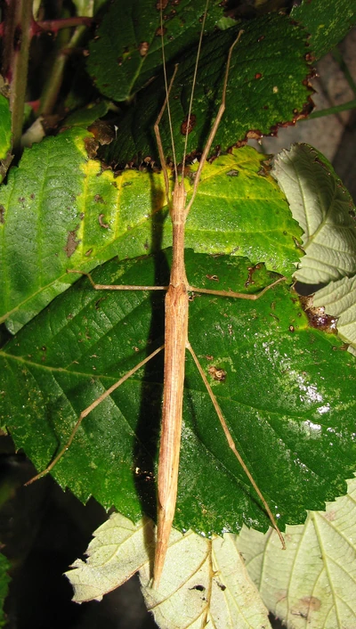 Sipyloidea sipylus | Insect Wiki | Fandom