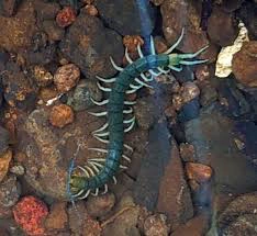 Scolopendra alcyona | Insect Wiki | Fandom