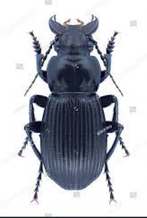 Abax schueppeli | Insect Wiki | Fandom