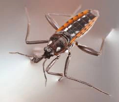 Velia caprai | Insect Wiki | Fandom