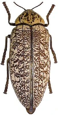 Aaata | Insect Wiki | Fandom