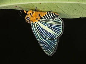 Burara Gomata | Insect Wiki | Fandom