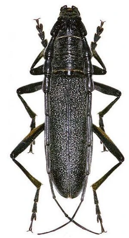 Cerambyx elbursi | Insect Wiki | Fandom