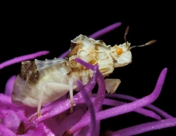 Phymatinae | Insect Wiki | Fandom