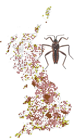 Velia caprai | Insect Wiki | Fandom
