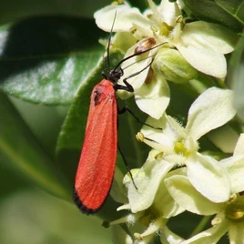 Lycomorpha fulgens | Insect Wiki | Fandom