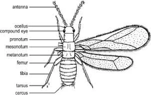 Zoraptera | Insect Wiki | Fandom