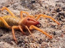 Solifugae | Insect Wiki | Fandom