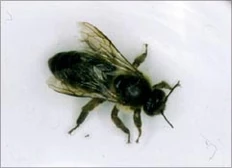 Apoidea | Insect Wiki | Fandom