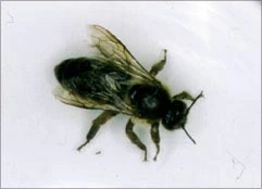 Apis cerana japonica | Insect Wiki | Fandom
