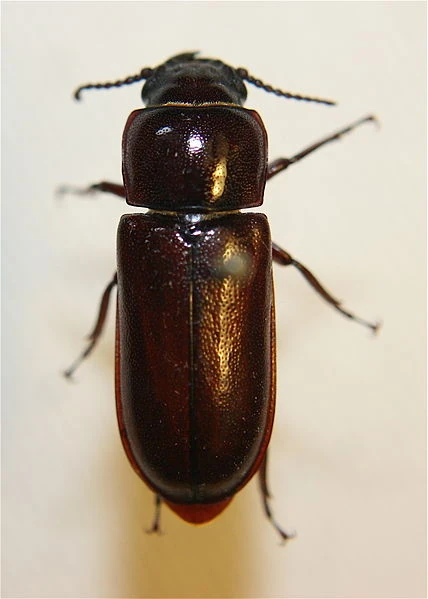 Neandra brunnea | Insect Wiki | Fandom