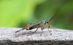 Mecoptera | Insect Wiki | Fandom