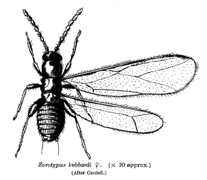 Zorotypus hubbardi | Insect Wiki | Fandom