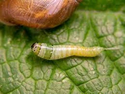 Leucochloridium paradoxum | Insect Wiki | Fandom