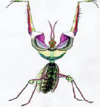 Mantodea | Insect Wiki | Fandom