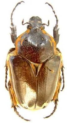 Goliathus cacicus nigripennis | Insect Wiki | Fandom