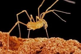 Texella reddelli | Insect Wiki | Fandom