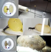 Oobius rudnevi | Insect Wiki | Fandom