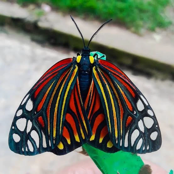 Malaria | Insect Wiki | Fandom