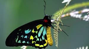 Queen alexandras birdwing | Insect Wiki | Fandom
